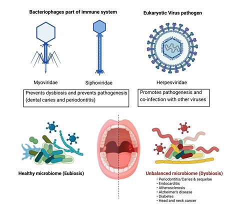 Dominant Oral Cavity Viruses Including Lytic Bacteriophages E G