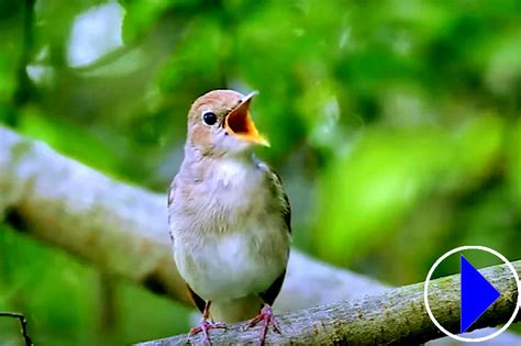 Relaxing Bird Song With Water Sounds And Music To Listen To And Relax