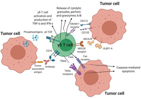 Allogeneic Gamma Delta T Cells As Adoptive Cellular Therapy For