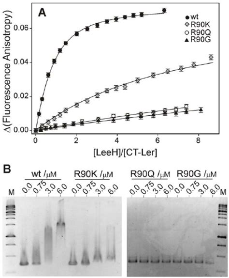 Dna Recognition By Ct Ler Is Dictated By The Minor Groove Width A
