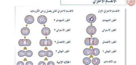 مراحل الانقسام الخلوي موضوع