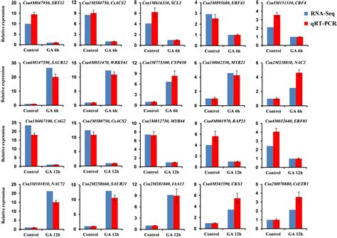 frontiers transcriptomic analysis implies that ga regulates sex