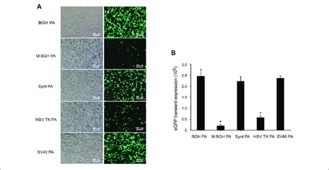 Effect Of Different Poly A Containing Vector On Transient Transgene