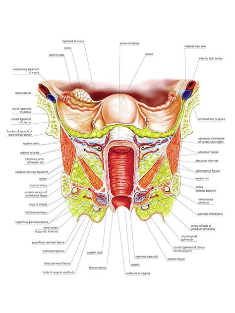 Female Genital System Photograph By Asklepios Medical Atlas Fine Art