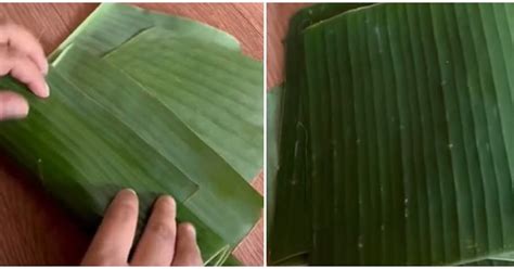 Trik Menyimpan Daun Pisang Tetap Segar Dan Hijau Selama 1 Bulan