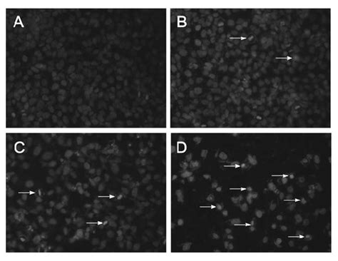 Cell Morphological Assessment Of Compound 20 In Hepg2 Cells By