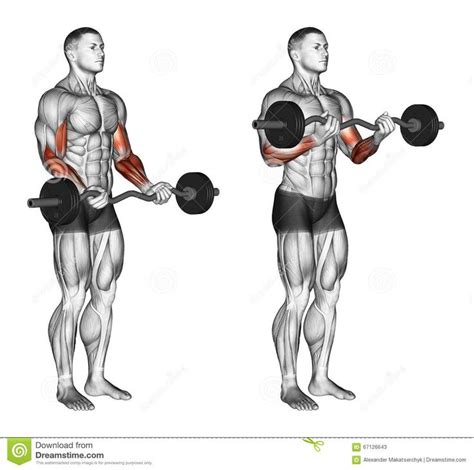 Curls Exercise