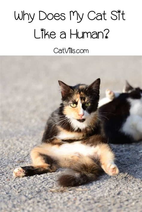 Why Does My Cat Sit Like A Human These Are The 10 Reasons