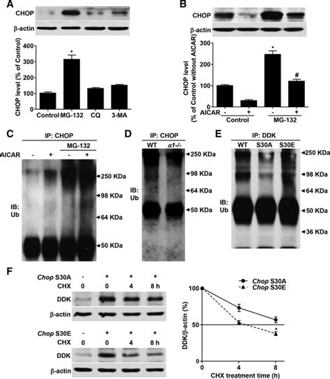 Phosphorylation Of Chop C Ebp Homologous Protein By The Amp Activated