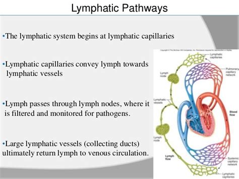 Lymphatic System Diagram Quizlet