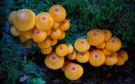 The Life Neurotic With Steves Issues A Mushroom Rainbow To Put The