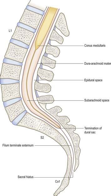 Spinal Column Clinical Gate