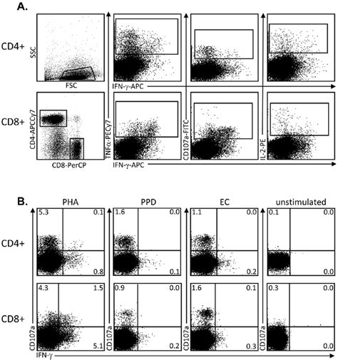 Representative Flow Cytometry Profiles Demonstrating The Gating