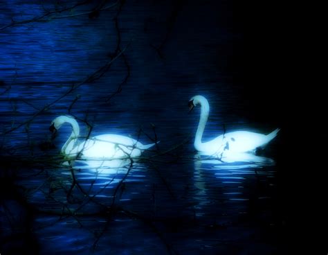 🔥 [46 ] Swan Lake Wallpapers Wallpapersafari