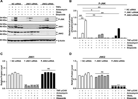 Jnk1 And Jnk2 Sensitize Death Stimuli Induced Jnk Activation In