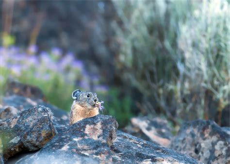 U S House Of Representatives Passes Recovering Americas Wildlife Act