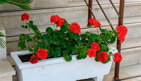 10 Mosquito Repelling Plants That Anyone Can Grow