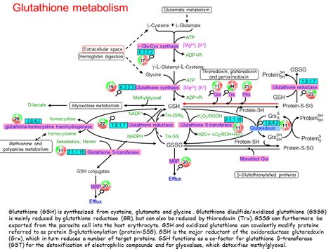 Glutathione Synthesis Pathway