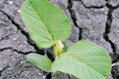 Tips For When Soybean Seeding Runs Late Manitoba Co Operator