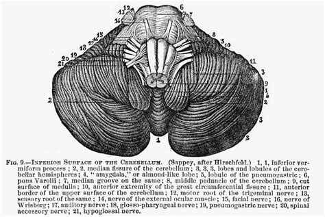 Know Your Brain Midbrain Neuroscientifically Challenged
