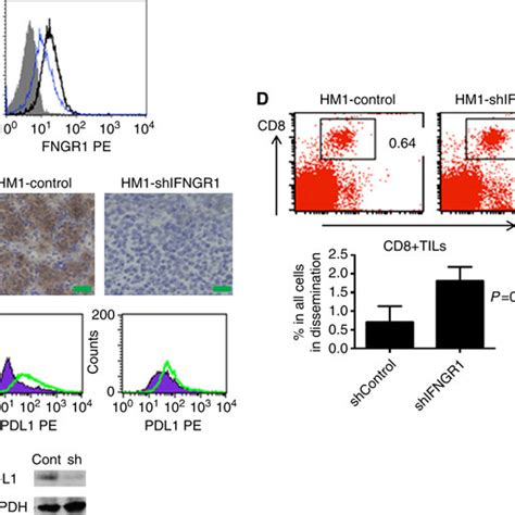 Pd L1 Expression On Ovarian Cancer Cells Is Induced By Ifn γ A Pd L1
