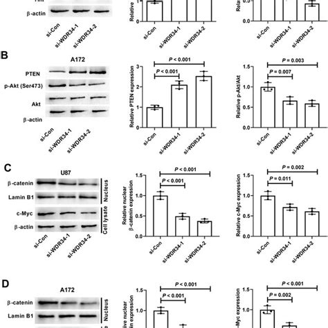 Effect Of Wdr34 Knockdown On The Pi3k Akt And Wnt β Catenin Pathways In