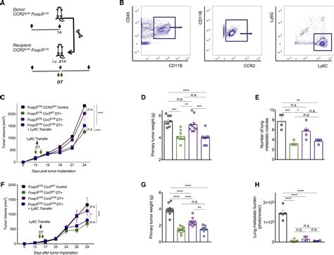 Regulatory T Cells Support Breast Cancer Progression By Opposing Ifn γ