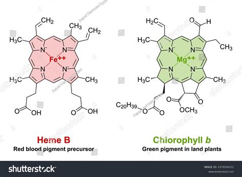 Heme Chlorophyll Similarities Chemical Structure Plane Stock Vector