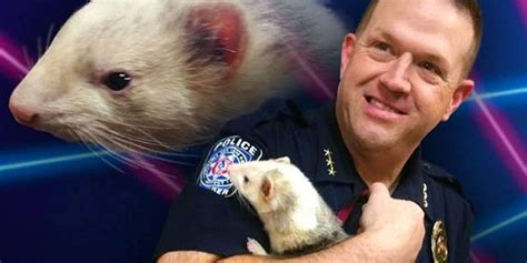 Awkward Laser Photo Helps Lost Ferret Find His Way Home The Dodo