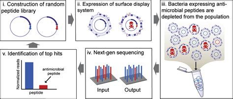 Discovery Of Next Generation Antimicrobials Through Bacterial Self