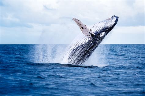 Spot Humpback Whales With Sunreef Mooloolaba