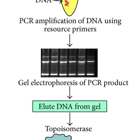 Schematic Representation Of Development Of Microsatellite Markers By