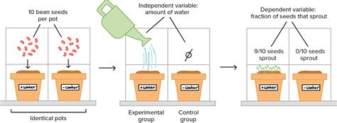 science experiments for class 10 biology cbse class 10 heridity and