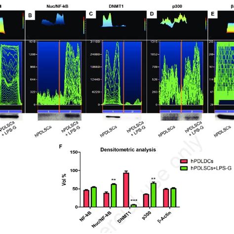 Western Blot Analysis Of Nf κb A Nf κb In Nuclear Extract B Dnmt1