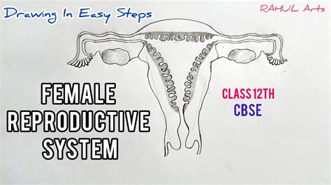 How To Draw Female Reproductive System In Easy Steps Youtube