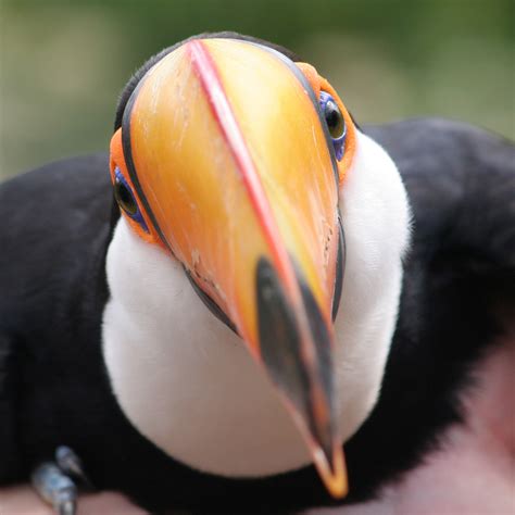 File Toco Toucan Ramphastos Toco  Wikimedia Commons