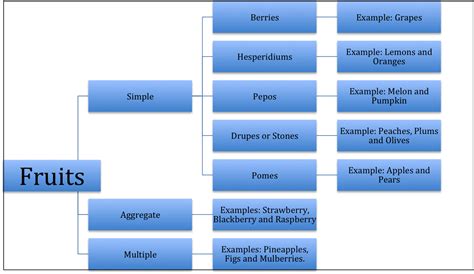 classification of fruits classification