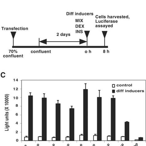 C Ebp Promoter Reporter Gene And Transfection Analysis Protocol A