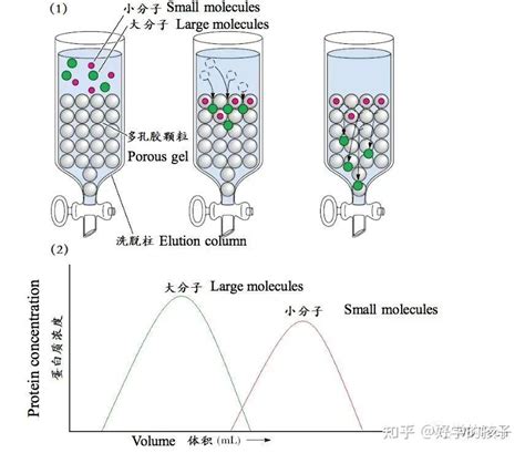 蛋白偶联物纯化和表征方法 知乎