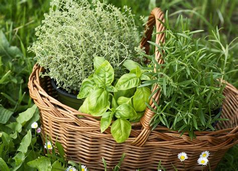 Tips For Growing Your Own Herbs The Spicy Gourmet