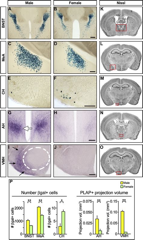 Estrogen Masculinizes Neural Pathways And Sex Specific Behaviors Cell