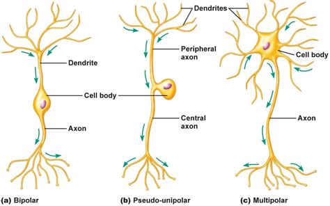 Bipolar Neuron Labeled