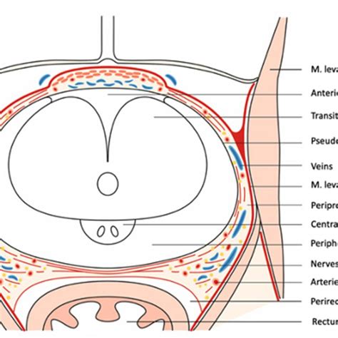 Enlarged Axial Section Of The Prostate And Its Adjactent Tissue At