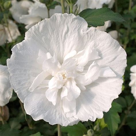 Hibiscus Syriacus Double White Rose Of Sharon Siteone