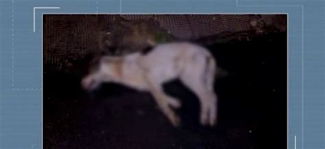 Após Morte De Cães E Gato Em Ibiá Polícia Civil Instaura Inquérito