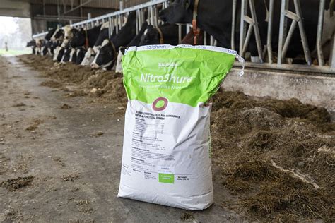 Influencing Rumen Microbes Improves Nitrogen Efficiency All About Feed
