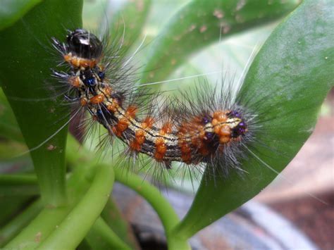 Gusano Peludo Gusanito Insectos Peludo
