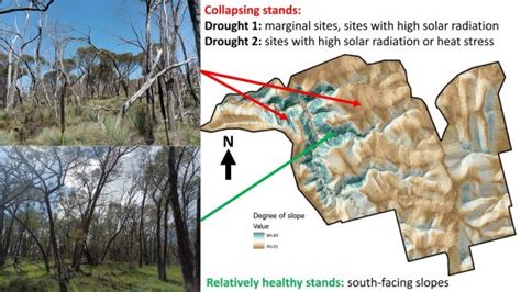 Severe Droughts Devastate Eucalyptus Trees That Pre Date Ice Age