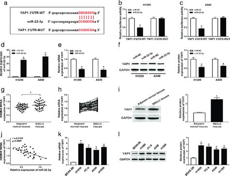 Yap1 Is A Target Of Mir 22 3p In Nsclc Cells A The Putative Binding