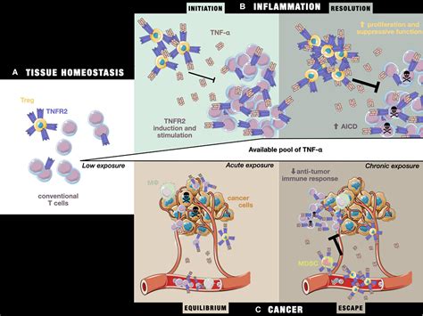 Frontiers The Tnf α Tnfr2 Pathway Targeting A Brake To Release The
